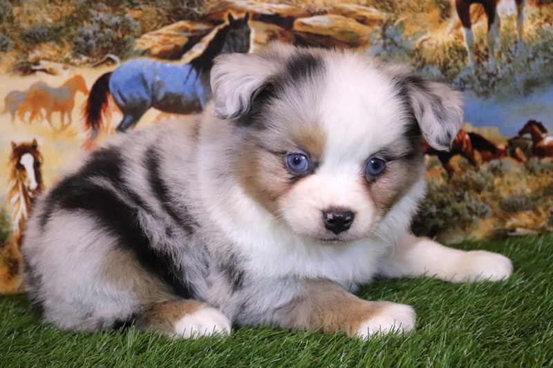 Timberline Kennel