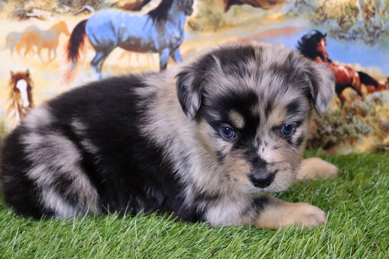 Timberline Kennel